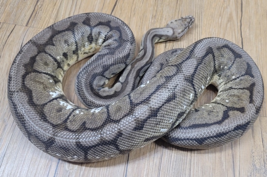 Proven Female Pewter Bee Ball Python by CK Industries