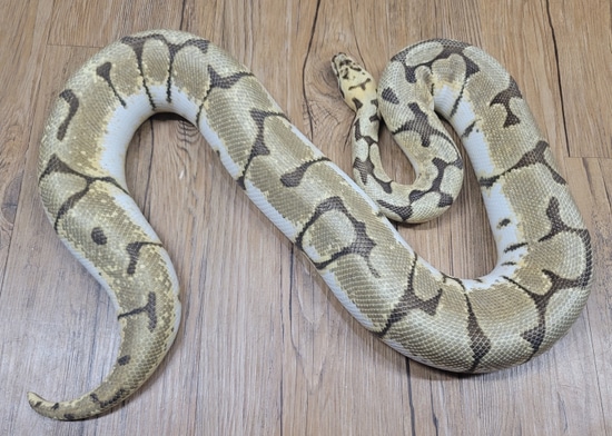 Proven Female Enchi Bumblebee Ball Python by CK Industries