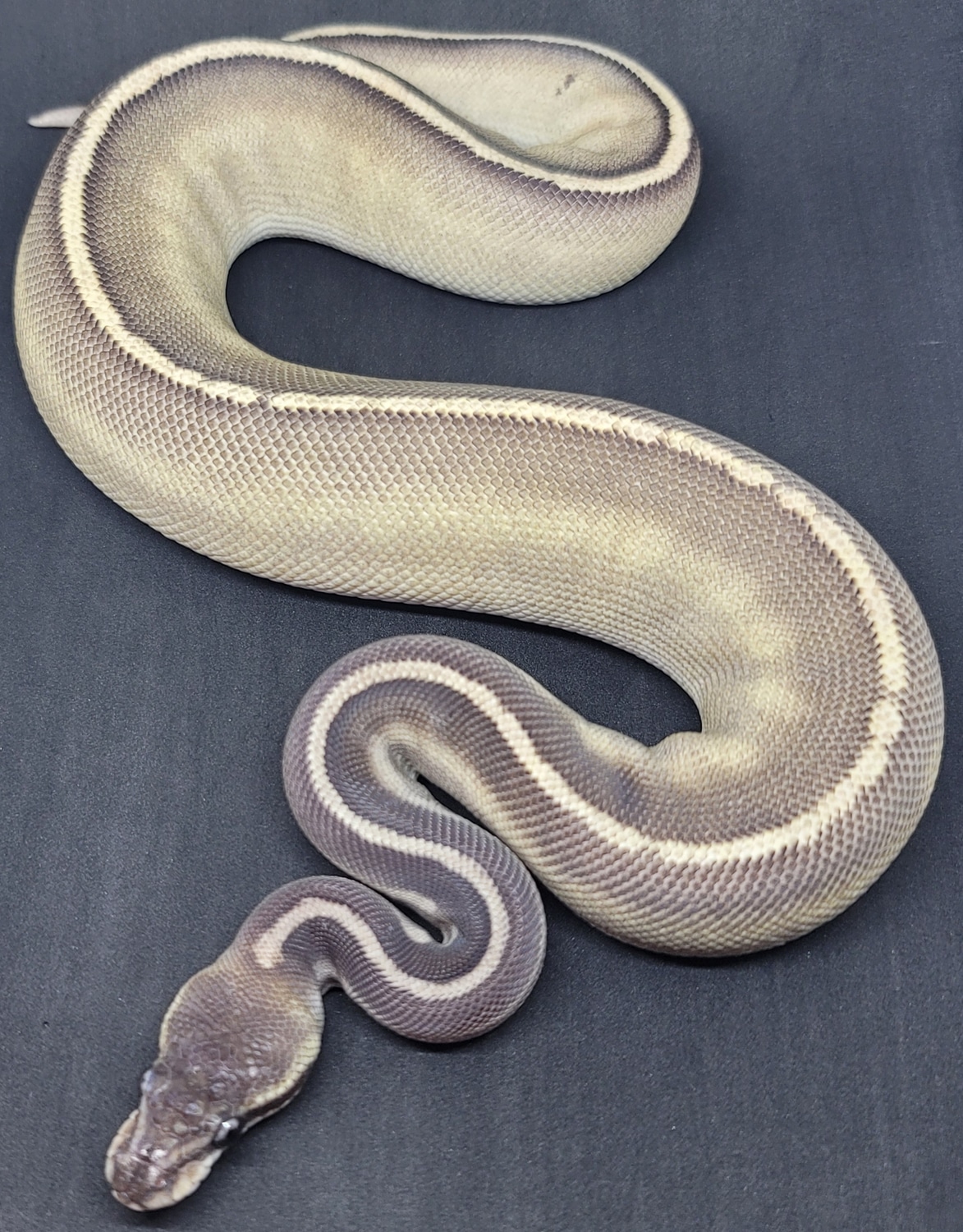 GHI Mojave Orange Dream Cinnamon Ball Python by CK Industries - MorphMarket