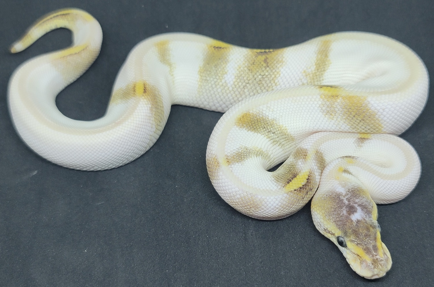 Female Mystic Lesser Pinstripe Paradox Ball Python by CK Industries ...