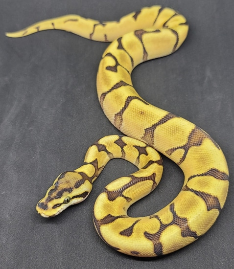 Female Enchi Mystic Spider Ball Python by CK Industries