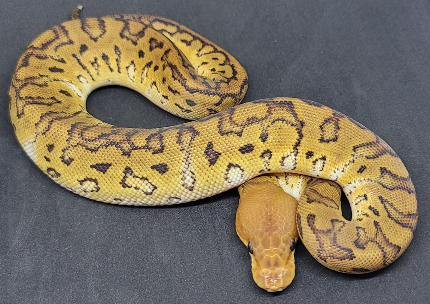 Female Chocolate Pinstripe Clown Ball Python by CK Industries - MorphMarket