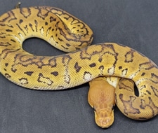 Female Chocolate Pinstripe Clown Ball Python by CK Industries - MorphMarket