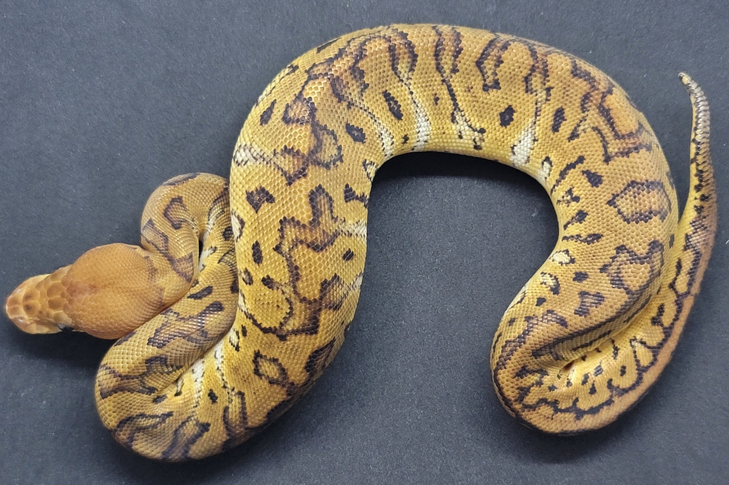 Female Chocolate Pinstripe Clown Ball Python by CK Industries - MorphMarket