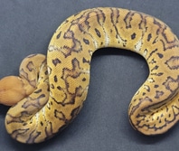 Female Chocolate Pinstripe Clown Ball Python by CK Industries - MorphMarket
