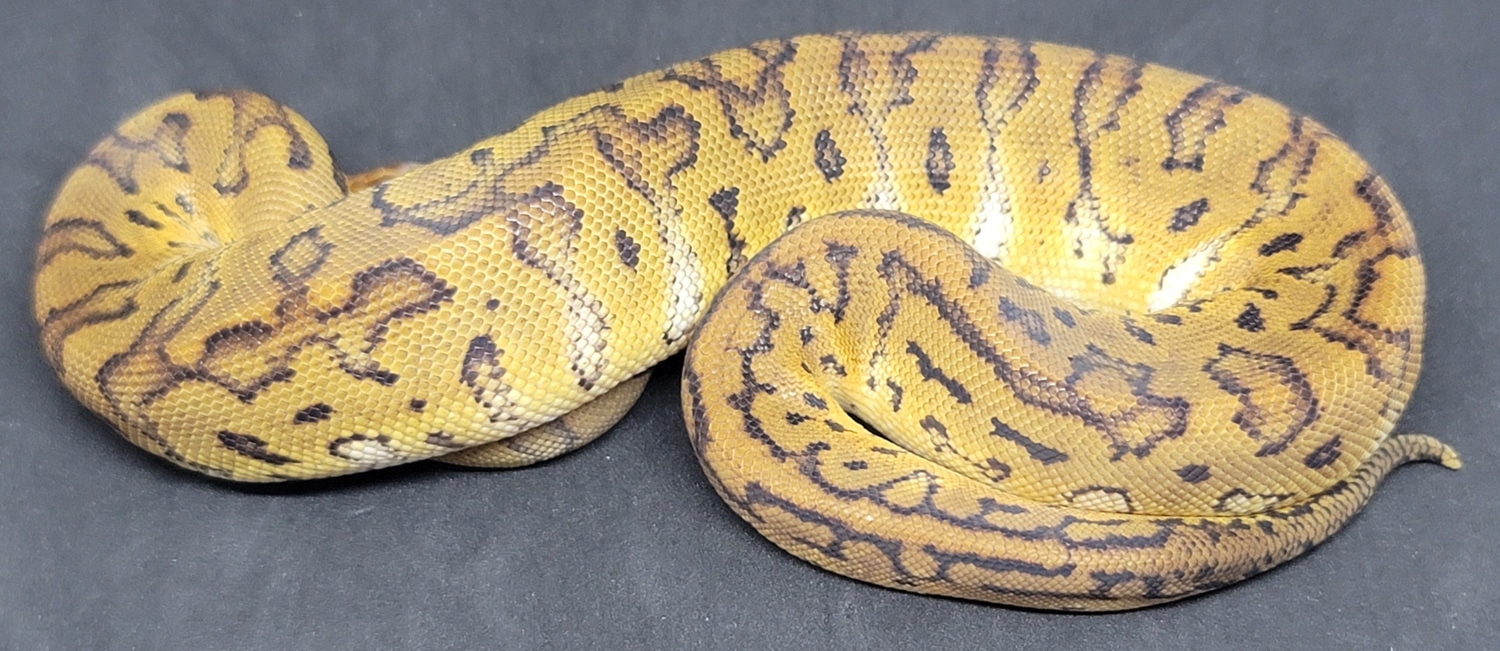 Female Chocolate Pinstripe Clown Ball Python by CK Industries - MorphMarket