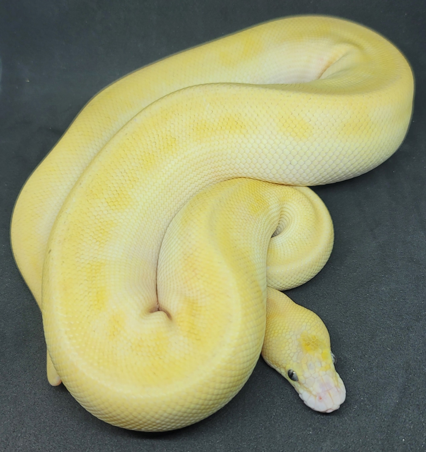 Champagne Lesser Ball Python by CK Industries - MorphMarket