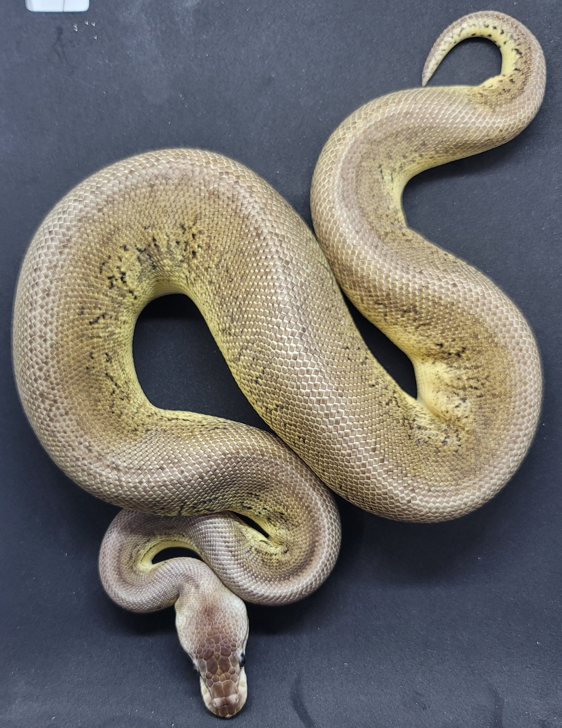Female Black Pewter Kingpin 66% Het Clown Ball Python by CK Industries ...