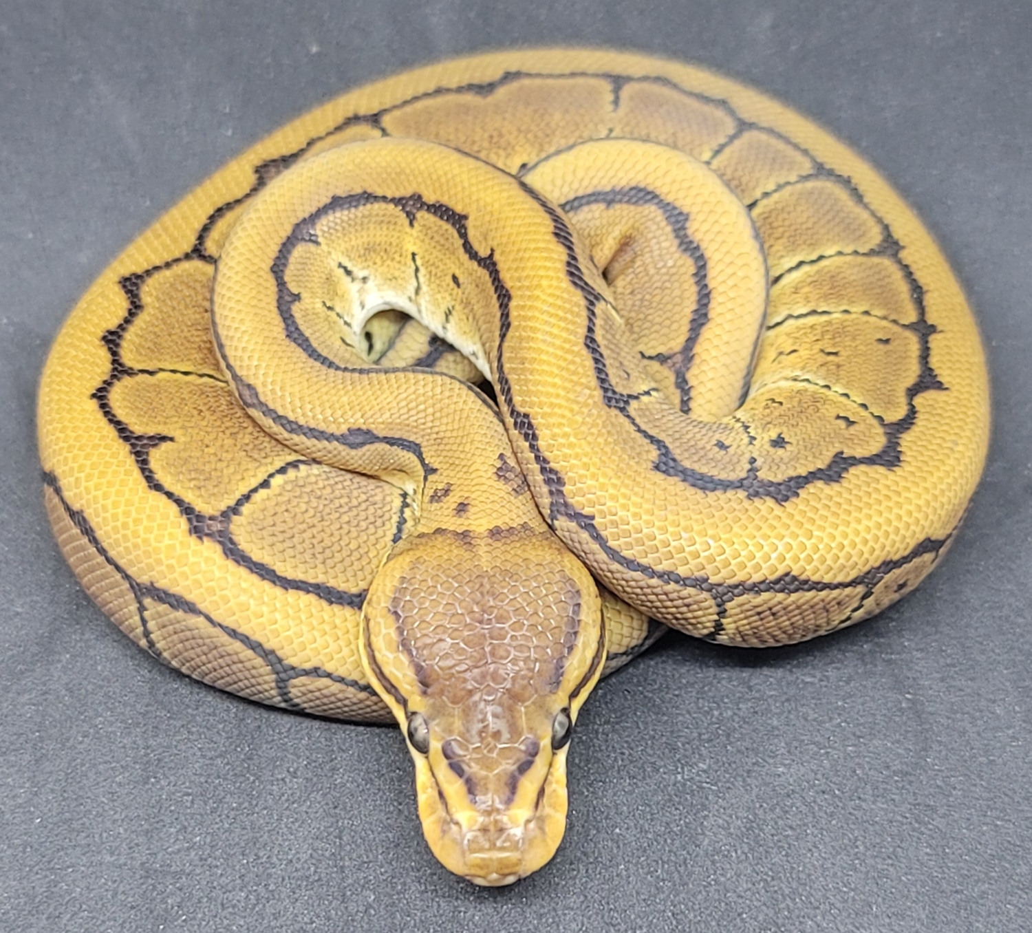 Pinstripe Ball Python by CK Industries - MorphMarket
