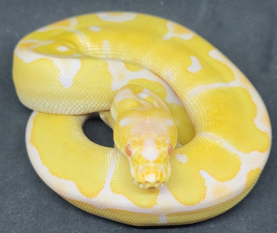 Chocolate Albino Clown Ball Python by CK Industries