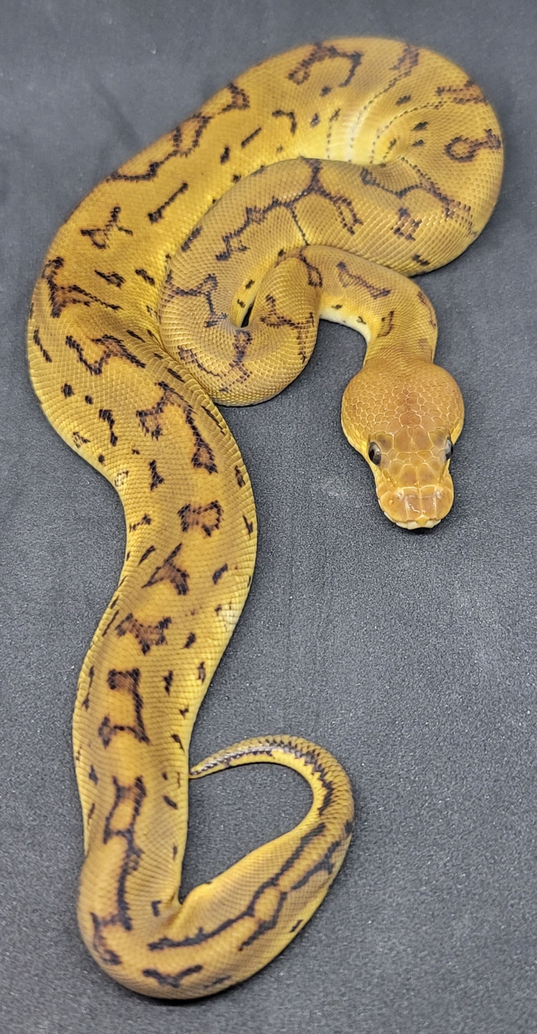 Pinstripe Clown Ball Python by CK Industries - MorphMarket