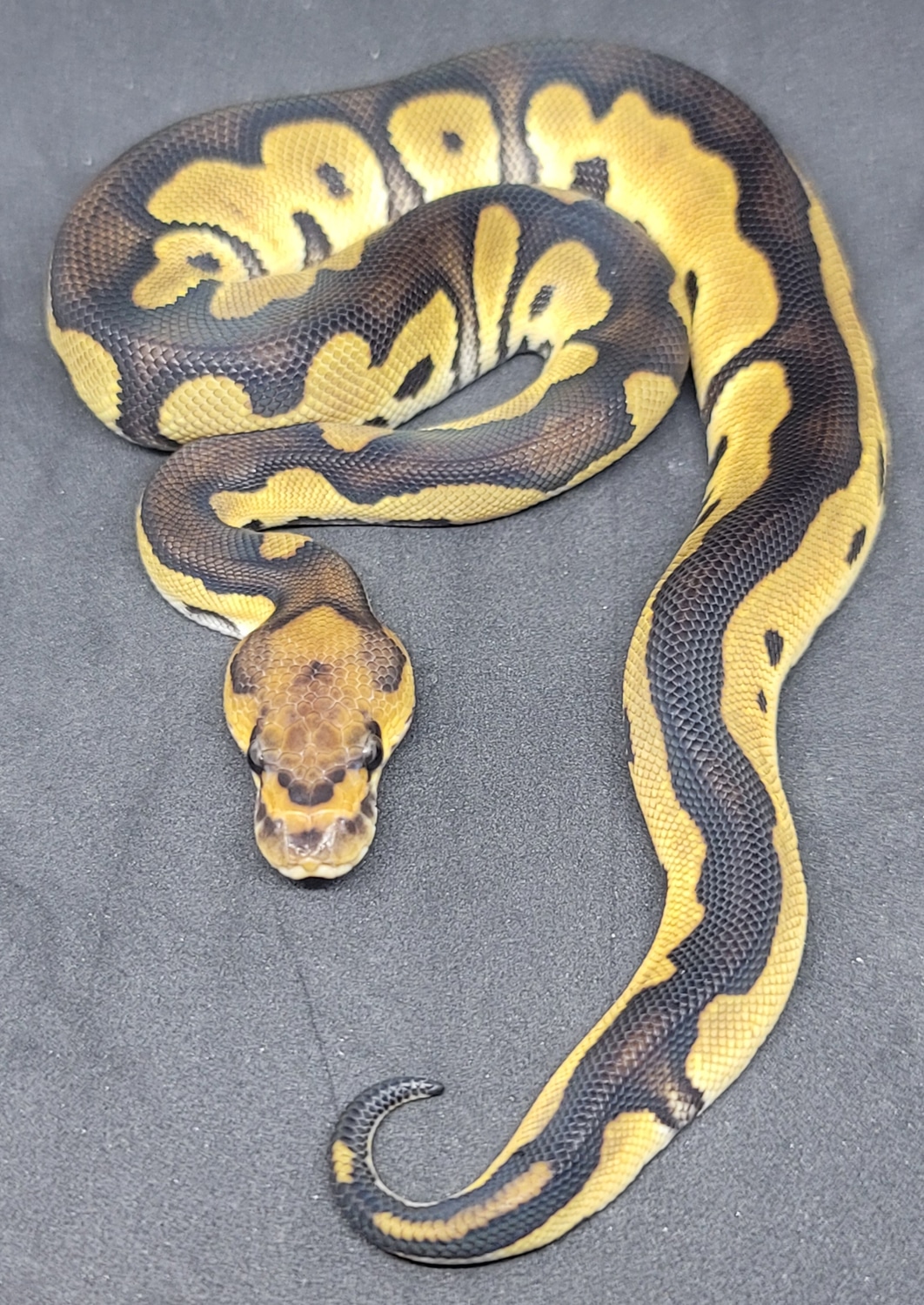 Chocolate Clown Ball Python by CK Industries - MorphMarket