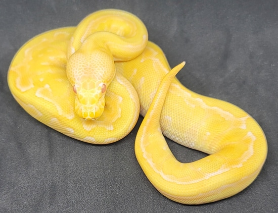 Chocolate Pinstripe Albino Ball Python by CK Industries