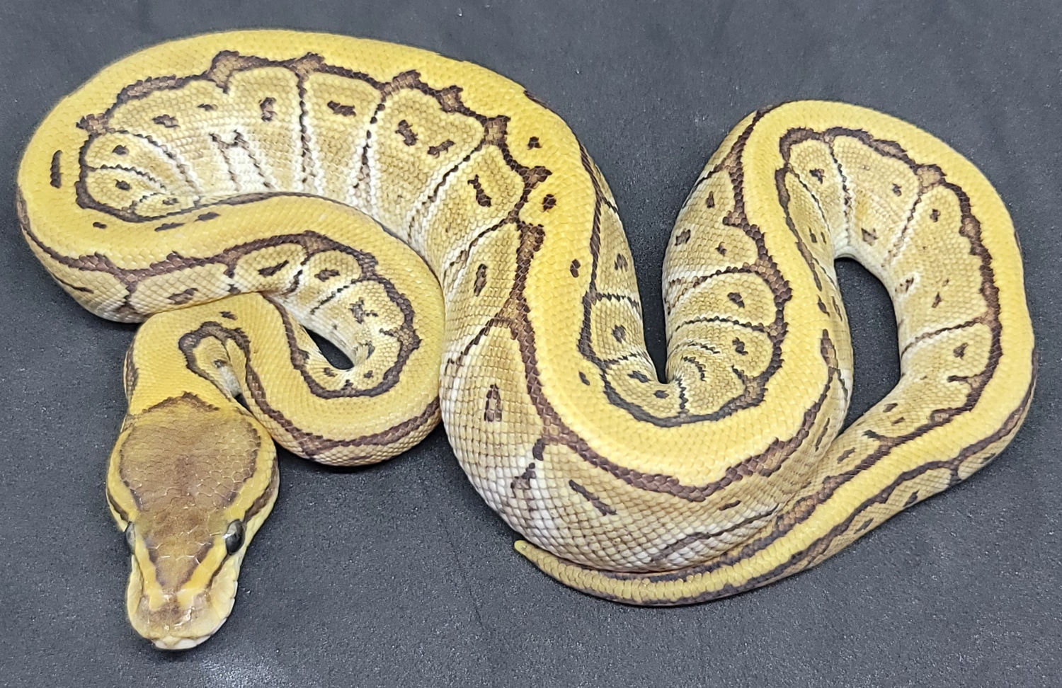 Mystic Pinstripe Ball Python by CK Industries - MorphMarket