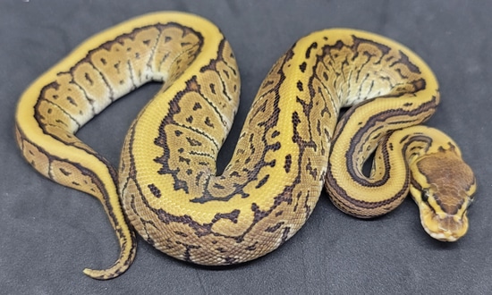 Jigsaw Ball Python by CK Industries