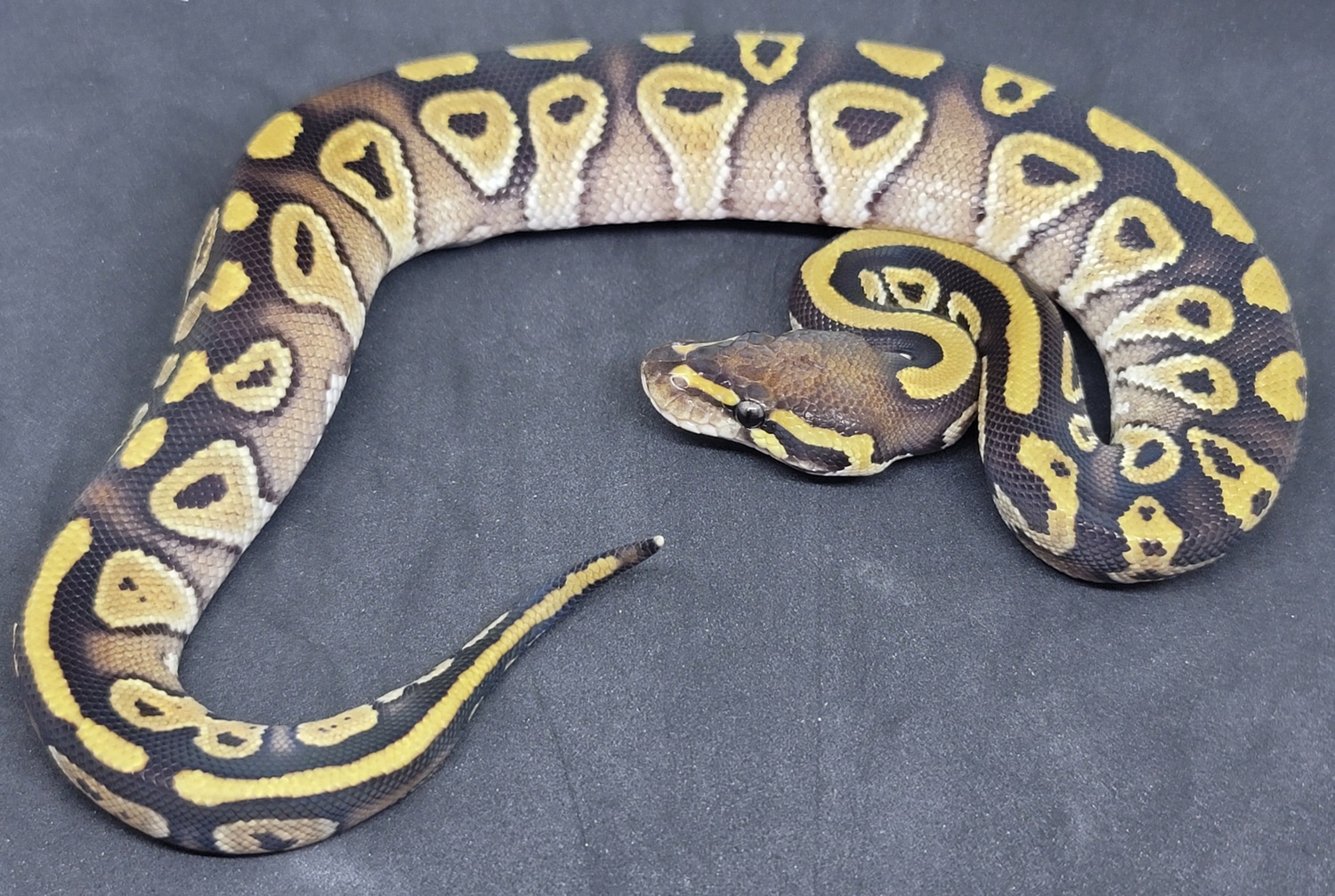 Mystic Ball Python by CK Industries - MorphMarket