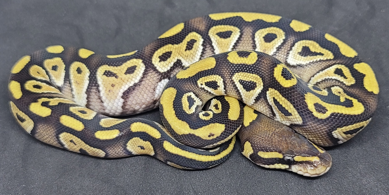 Mystic Ball Python by CK Industries - MorphMarket