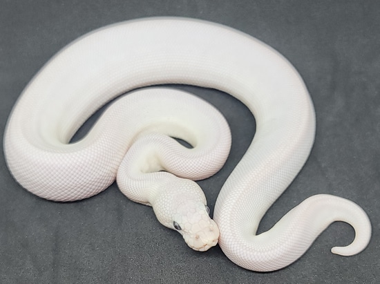 Super Lesser Ball Python by CK Industries