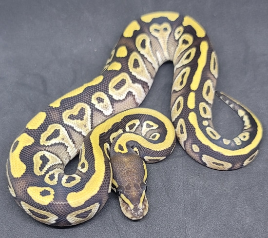Mojave Ball Python by CK Industries - MorphMarket