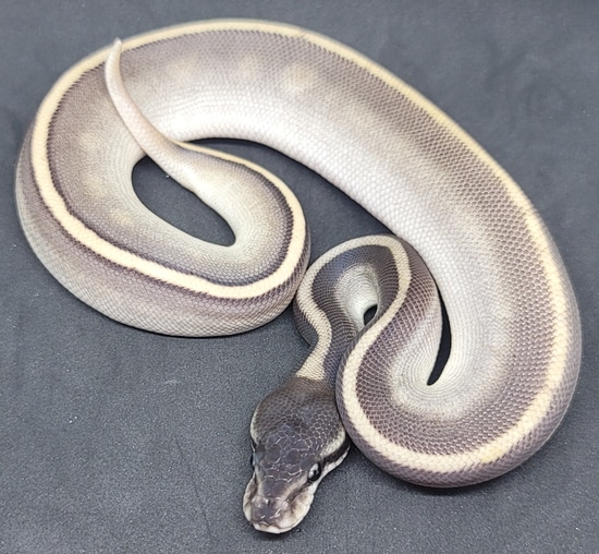 Cinnamon, Mojave, GHI, Orange Dream Ball Python by CK Industries