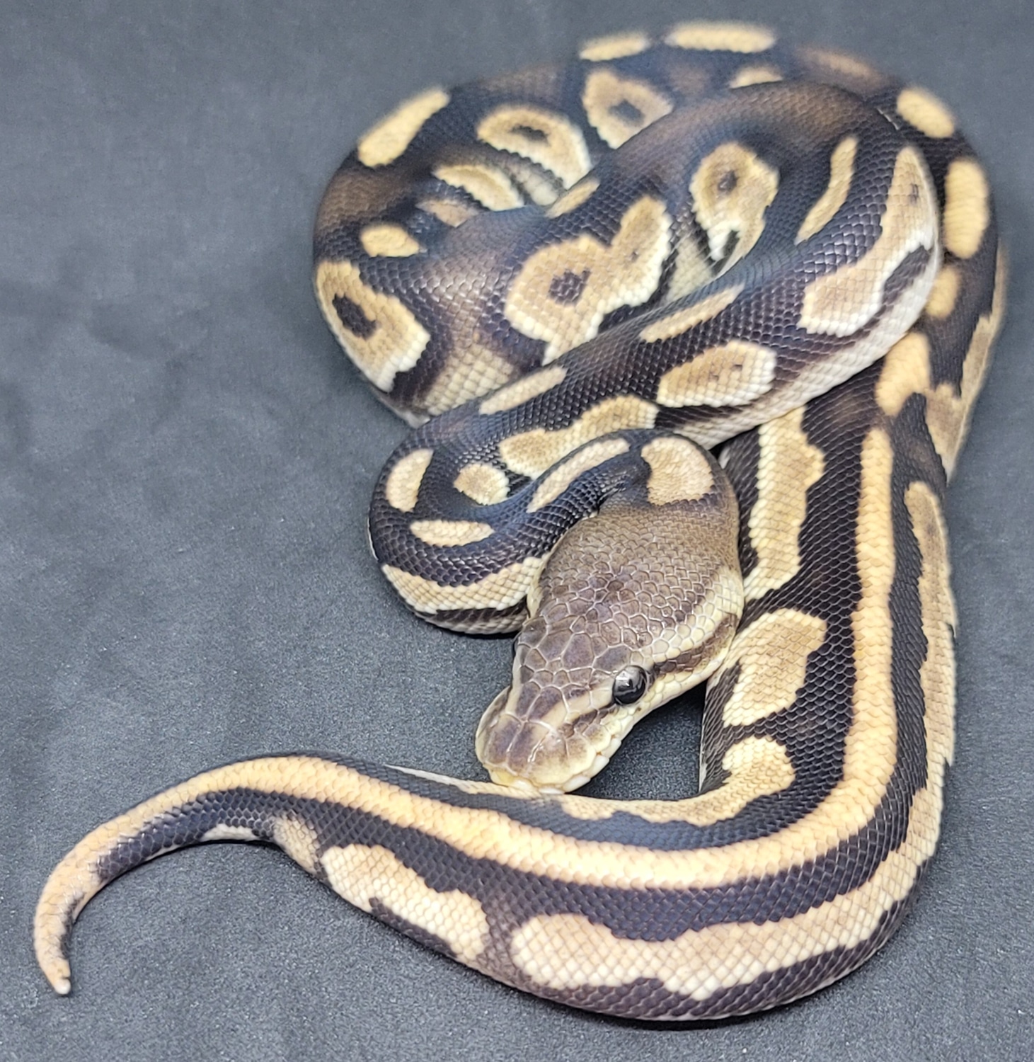 Orange Dream, Chocolate, Cinnamon, Het Clown Ball Python by CK ...