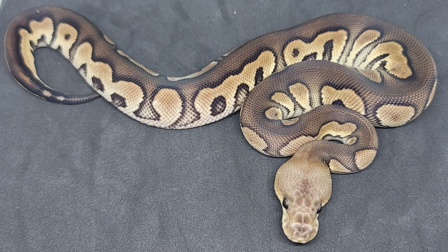 Chocolate, Cinnamon, Clown Ball Python by CK Industries - MorphMarket