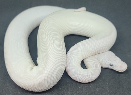 Super Lesser Ball Python by CK Industries