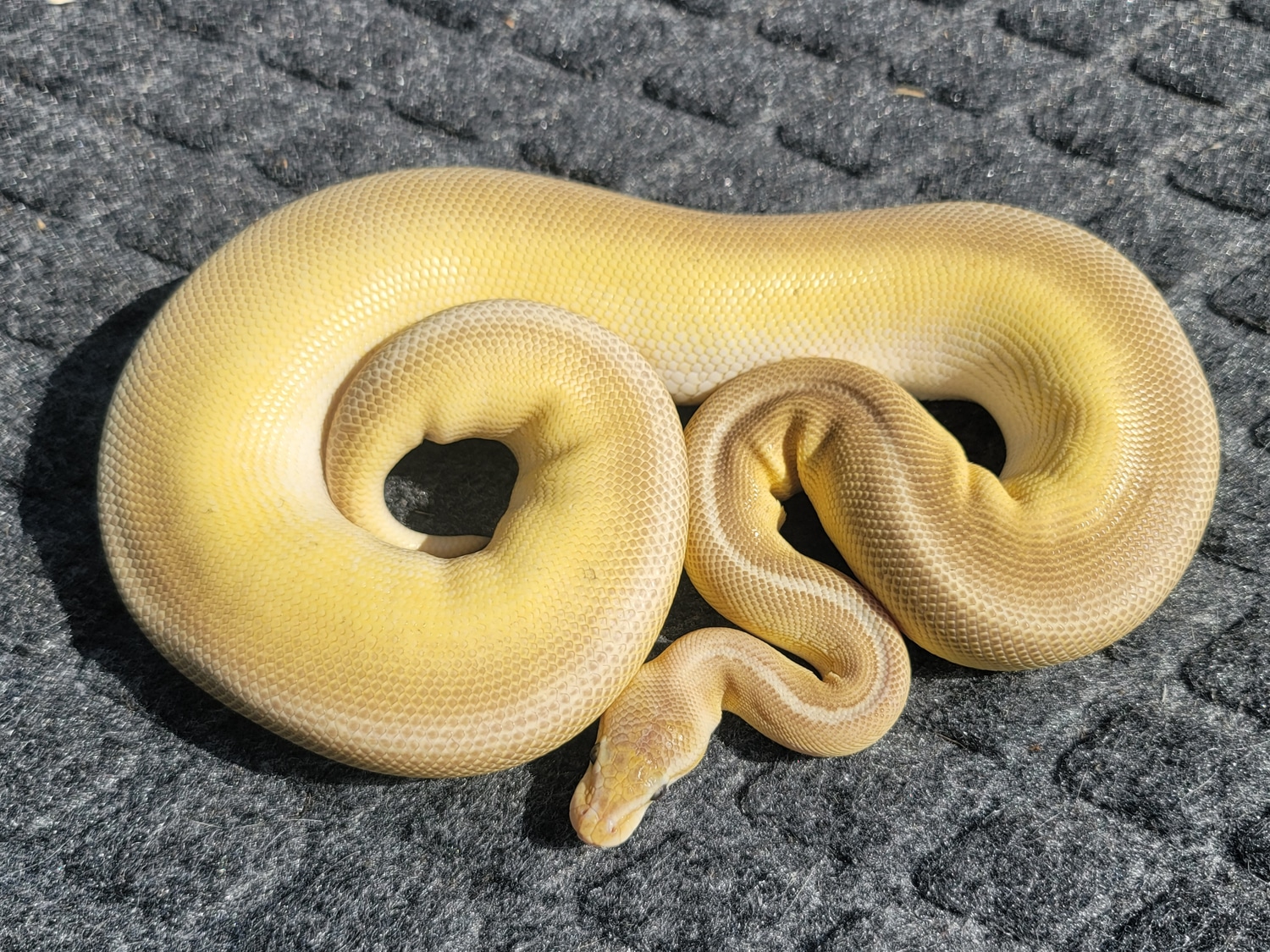 Black Pewter, Calico, Kingpin, Orange Dream Ball Python by CK ...