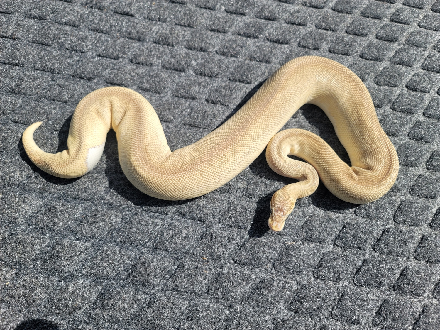 Black Pewter, Calico, Leopard, Lesser, Orange Dream Ball Python by CK ...