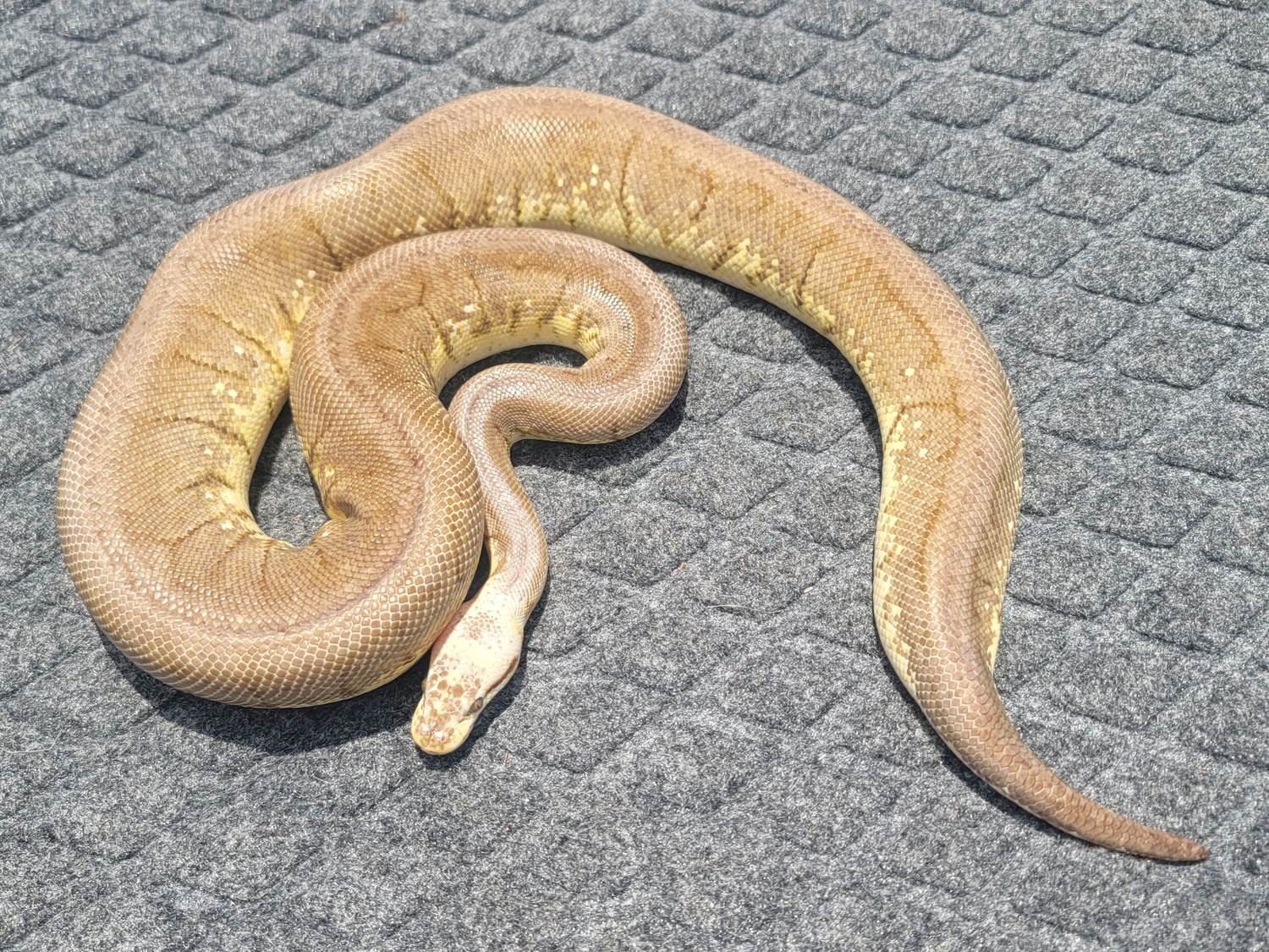 Proven Female Black Queenspin Ball Python by CK Industries - MorphMarket