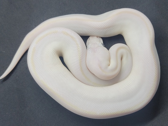 Mystic Lesser Ball Python by CK Industries