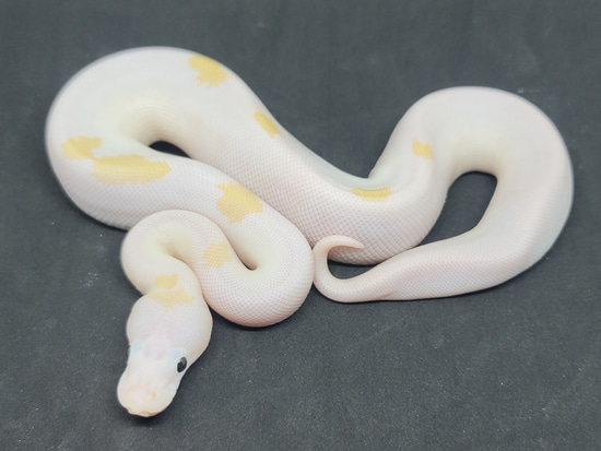 Super Fire Ball Python by CK Industries