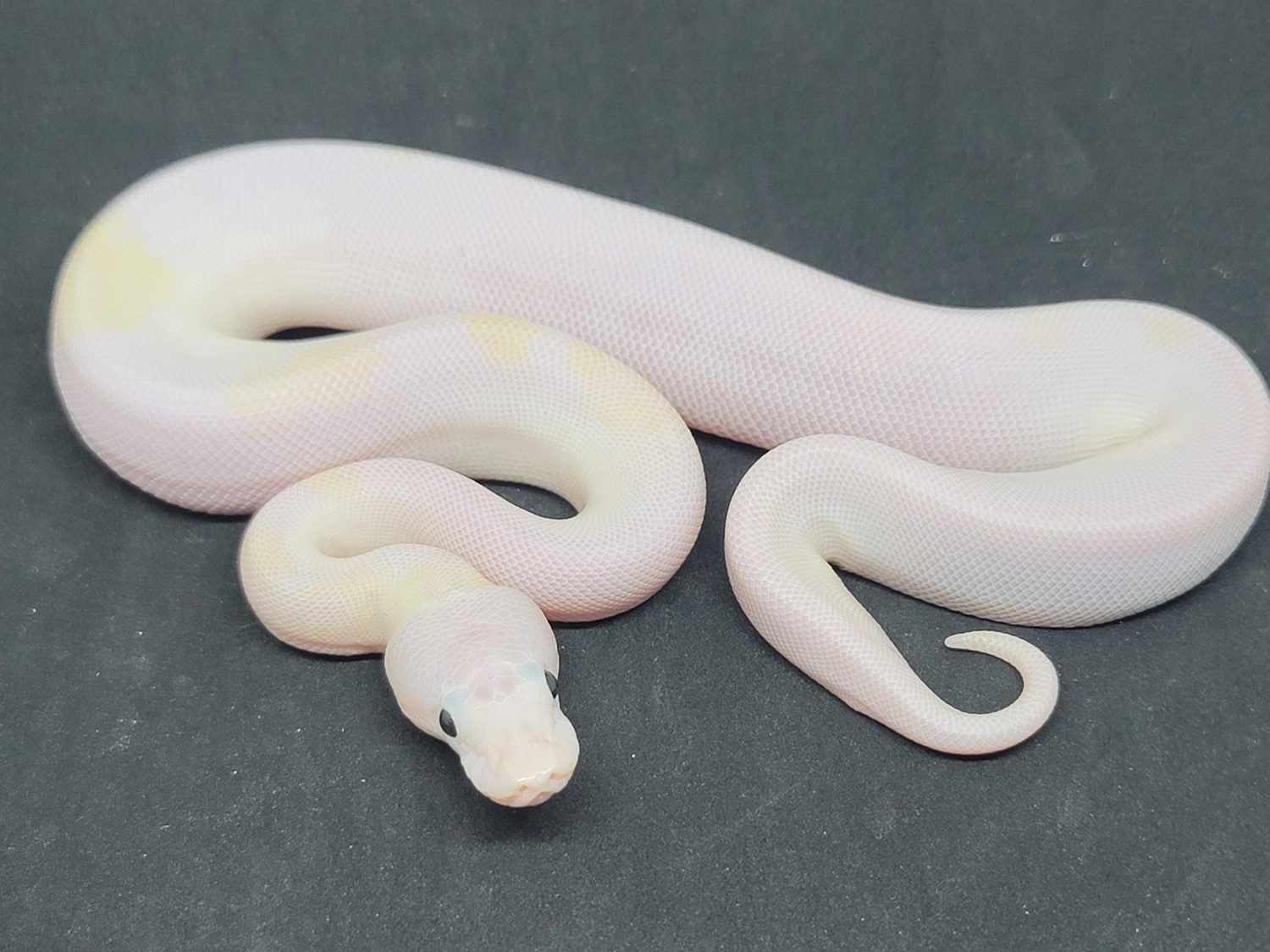 Super Fire Ball Python by CK Industries - MorphMarket
