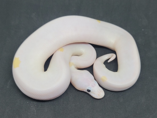 Super Fire Ball Python by CK Industries
