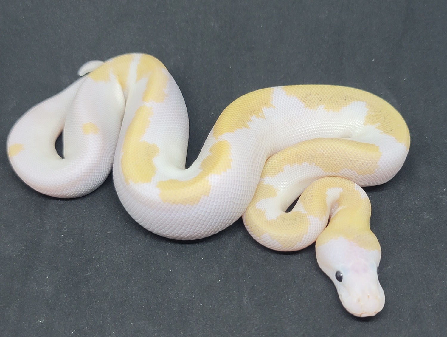 Super Fire Ball Python by CK Industries - MorphMarket
