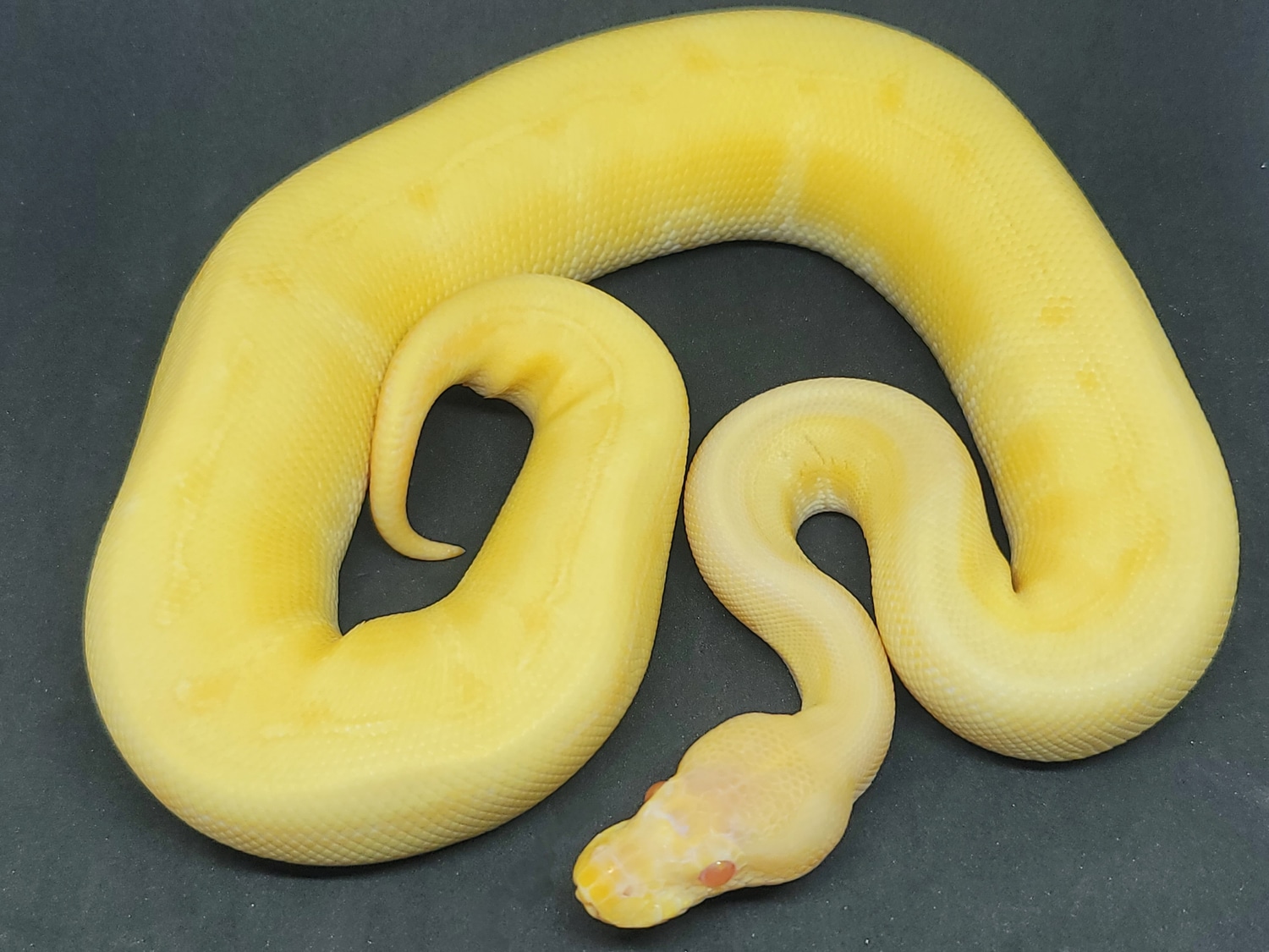 Albino Pinstripe Het Clown Ball Python by CK Industries - MorphMarket