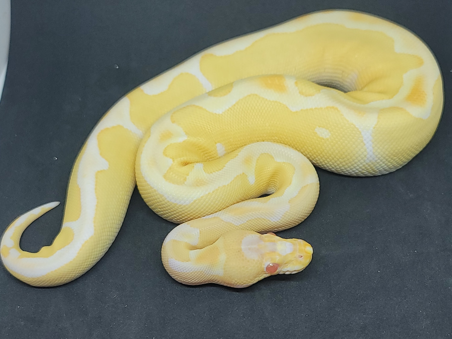 Chocolate Albino Clown Ball Python by CK Industries - MorphMarket