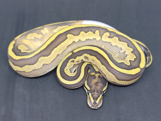 Leopard Lesser Calico (Ringer) Ball Python by CK Industries