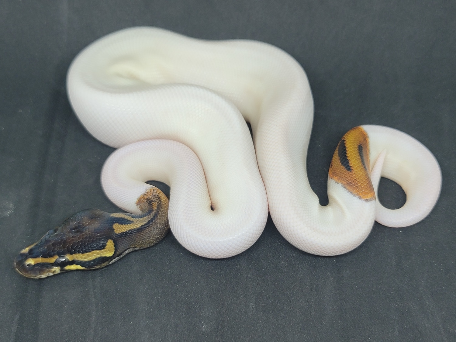 Pied Ball Python by CK Industries - MorphMarket