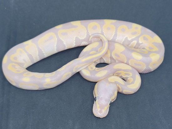 Pastel Banana Het Clown Ball Python by CK Industries
