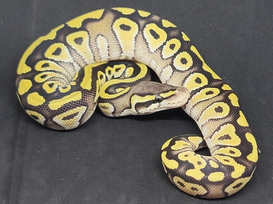 Mojave Pastel Het Puzzle Ball Python by CK Industries