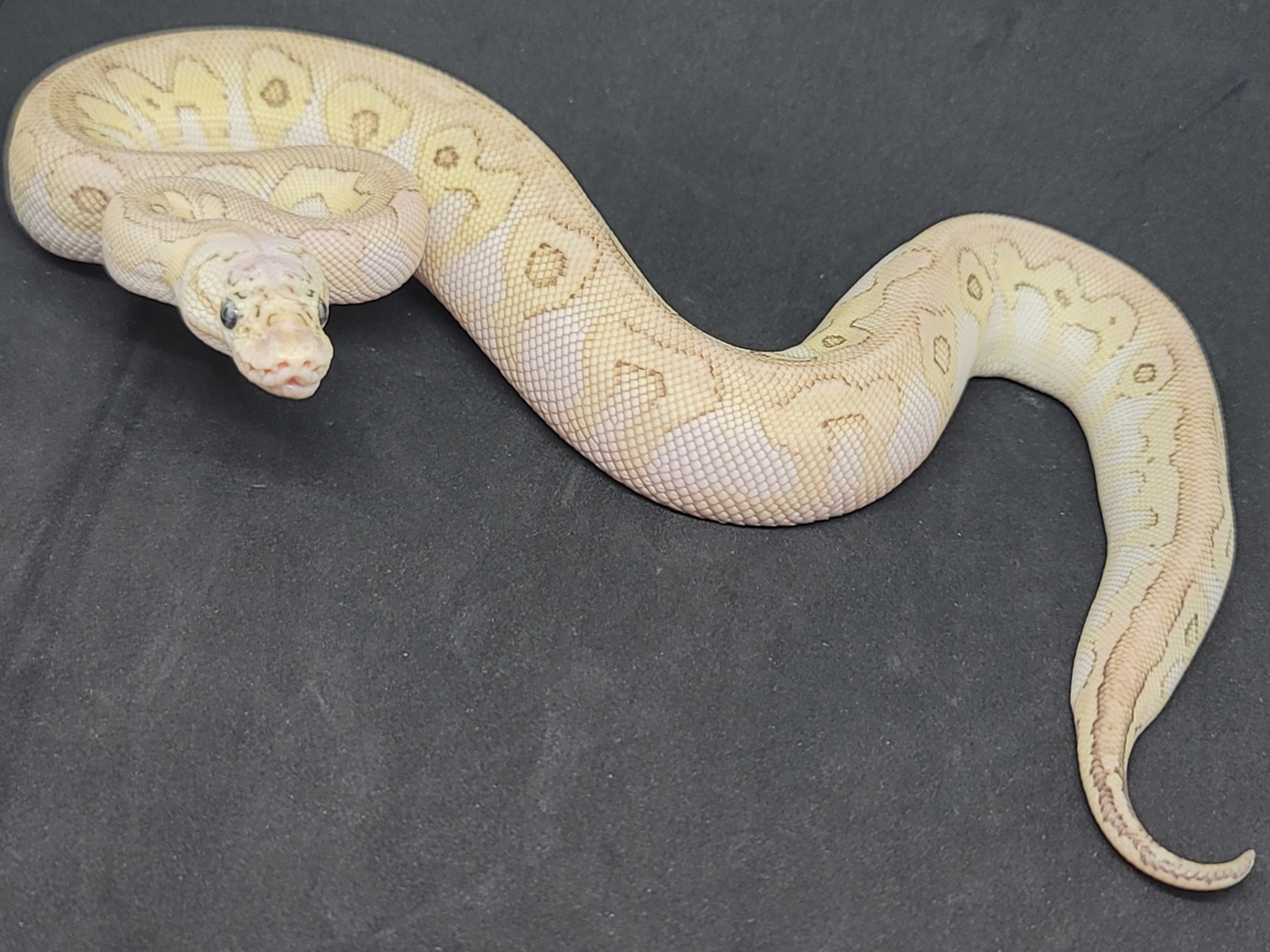 Lesser, Pastel, Clown Ball Python by CK Industries - MorphMarket