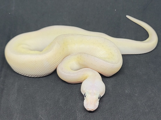 Kingpin Killer Clown Ball Python by CK Industries