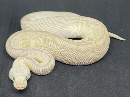 Kingpin, Leopard, Killer Clown Ball Python by CK Industries
