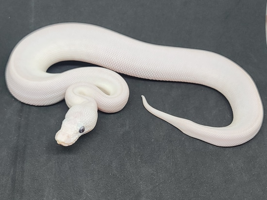 Super Lesser Ball Python by CK Industries