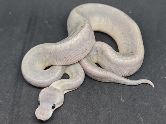 Super Pewter Ghost Ball Python by CK Industries