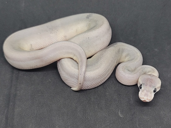 Silver Bullet Ghost Ball Python by CK Industries