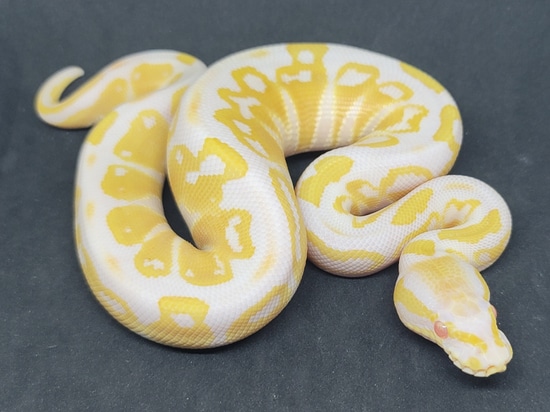 Albino Ball Python by CK Industries