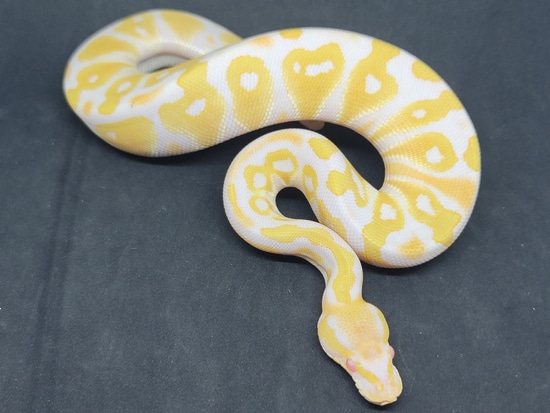 Albino Ball Python by CK Industries