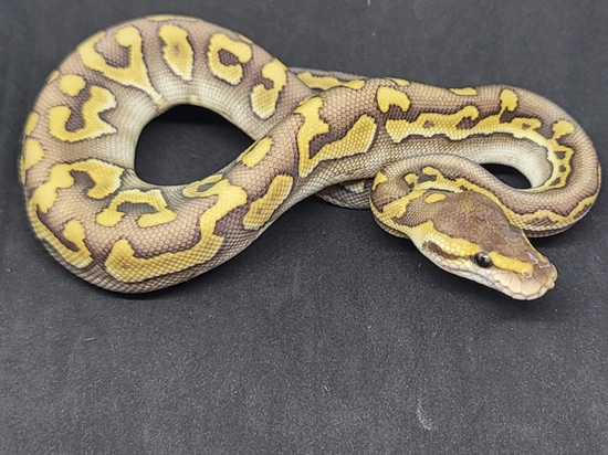 Chocolate, Lesser, Puzzle Ball Python by CK Industries